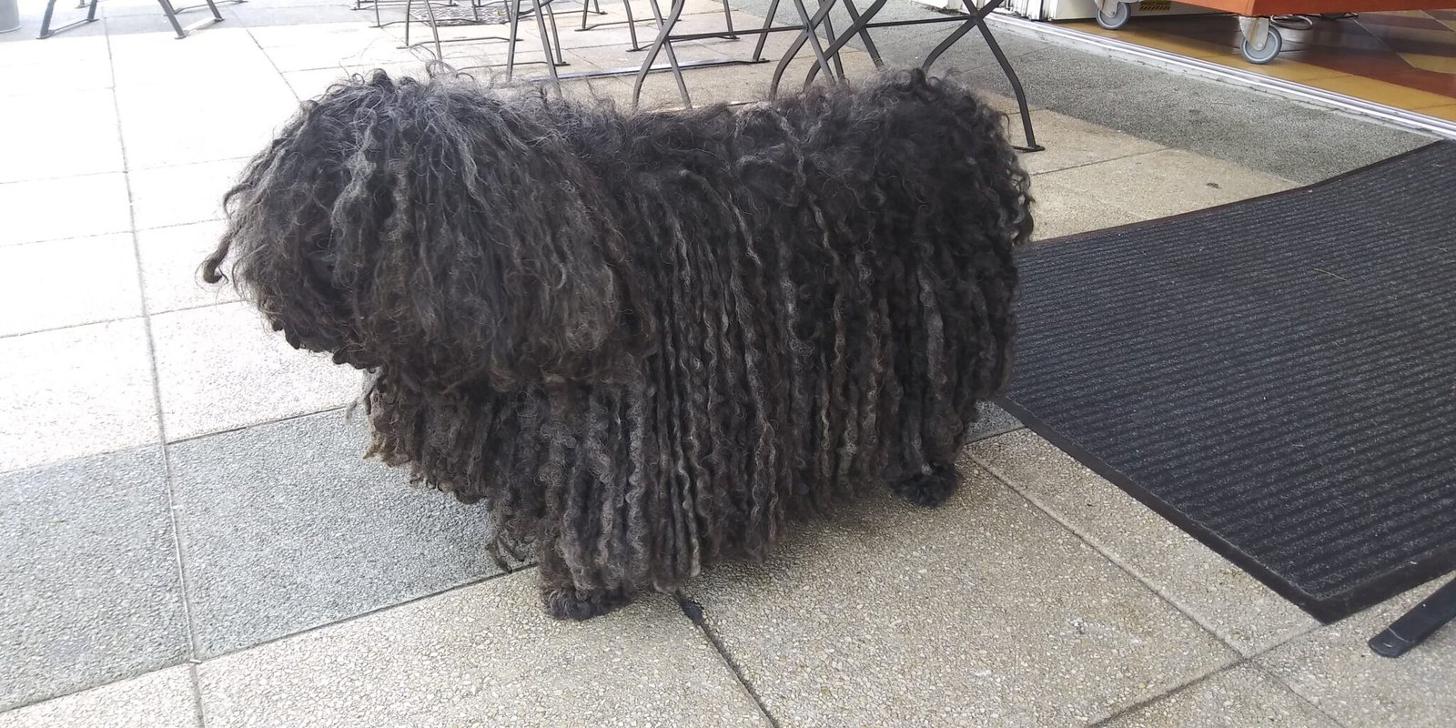 Unlocking the Secrets of the Hungarian Puli: Hungary’s Dreadlocked ...
